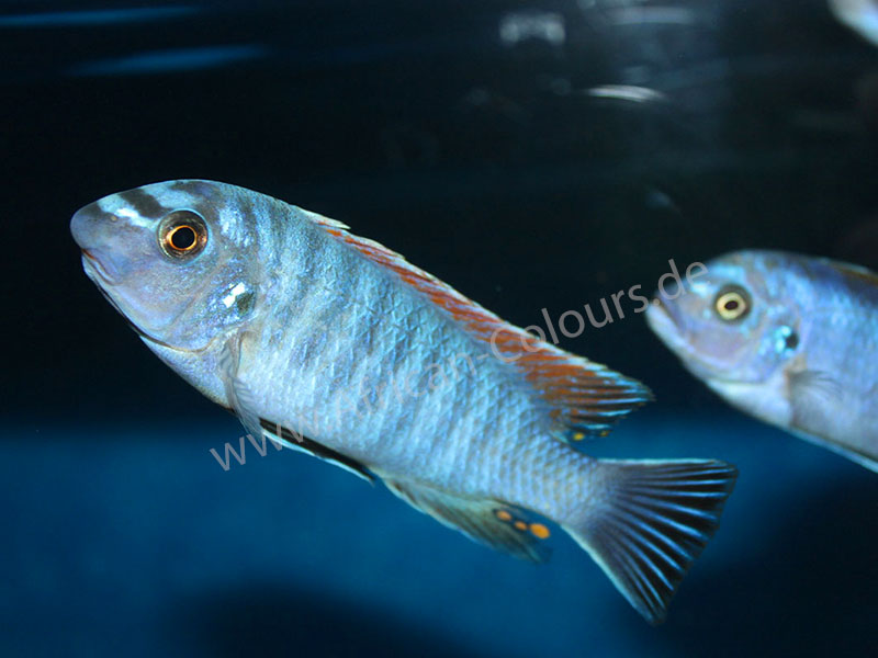 Labidochromis Hongi Red Top „Sweden“DNZ - African Colours Shop alles ...