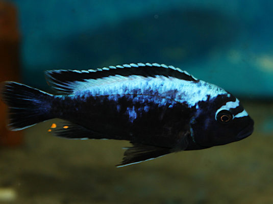 Labidochromis Hongi Red Top „Sweden“DNZ - African Colours Shop alles ...