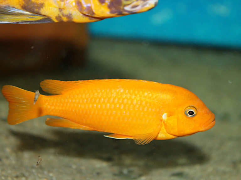 Metriaclima Msobo Magunga WF /WFNZ - African Colours Shop alles für ...